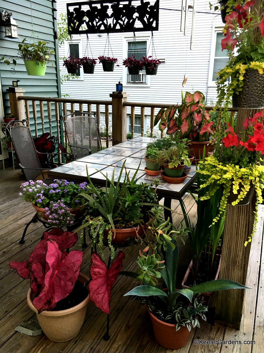 Rear Deck Container Garden – Keeler Gardens